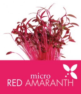 Micro Red Amaranth : Micro Salad