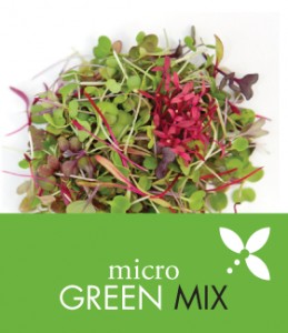 Micro Green Mix : Micro Salad